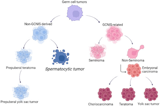 Spermatocytic Tumor: A Review