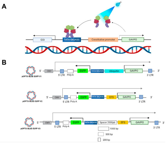 OPTO-BLUE: An Integrated Bidirectional Optogenetic Lentiviral Platform ...