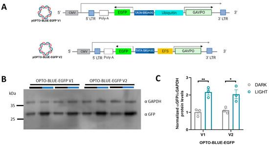 OPTO-BLUE: An Integrated Bidirectional Optogenetic Lentiviral Platform ...