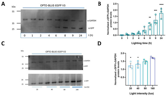 OPTO-BLUE: An Integrated Bidirectional Optogenetic Lentiviral Platform ...