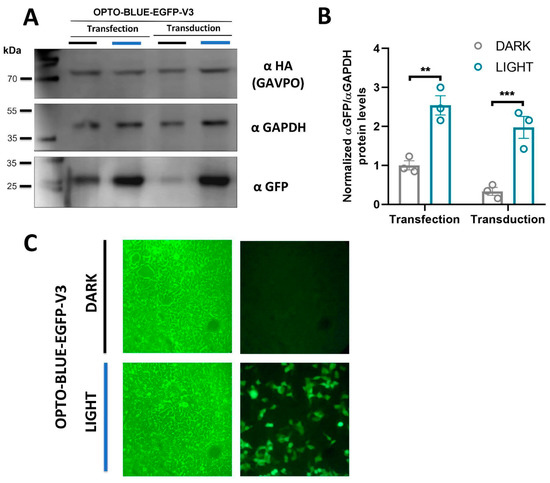 OPTO-BLUE: An Integrated Bidirectional Optogenetic Lentiviral Platform ...