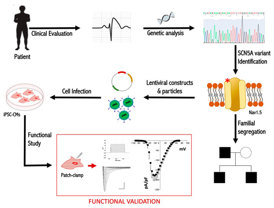 IJMS | Free Full-Text | Functional Characterisation of the Rare SCN5A p ...