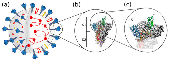 Secondary Structures of MERS-CoV, SARS-CoV, and SARS-CoV-2 Spike Proteins Revealed by Infrared ...