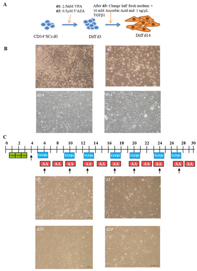 Deciphering the Cardiovascular Potential of Human CD34+ Stem Cells