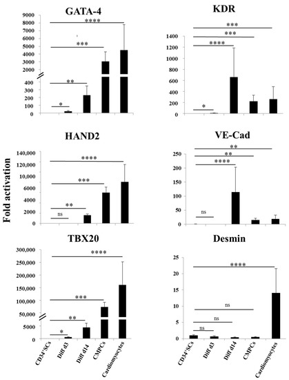 Deciphering the Cardiovascular Potential of Human CD34+ Stem Cells