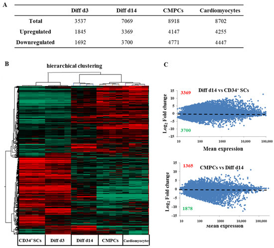 Deciphering the Cardiovascular Potential of Human CD34+ Stem Cells