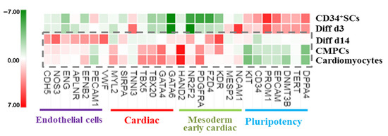 Deciphering the Cardiovascular Potential of Human CD34+ Stem Cells