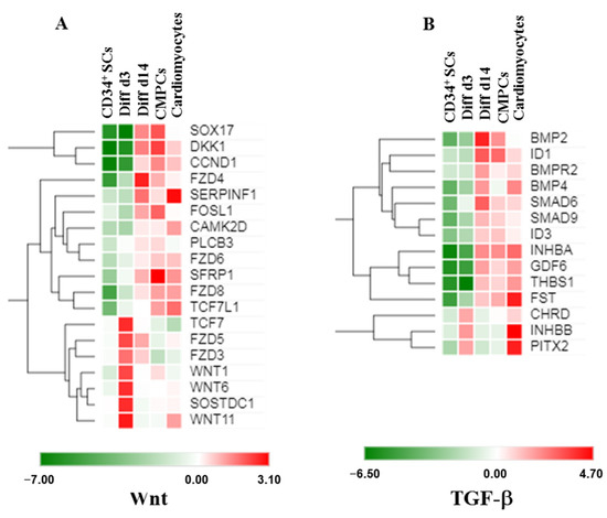 Deciphering the Cardiovascular Potential of Human CD34+ Stem Cells