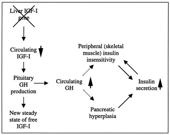 Exploring the Therapeutic Potential of Targeting GH and IGF-1 in the ...
