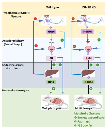 Exploring the Therapeutic Potential of Targeting GH and IGF-1 in the ...