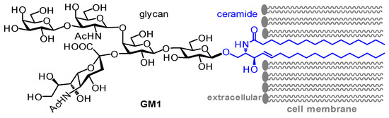 Ganglioside GM1 and the Central Nervous System