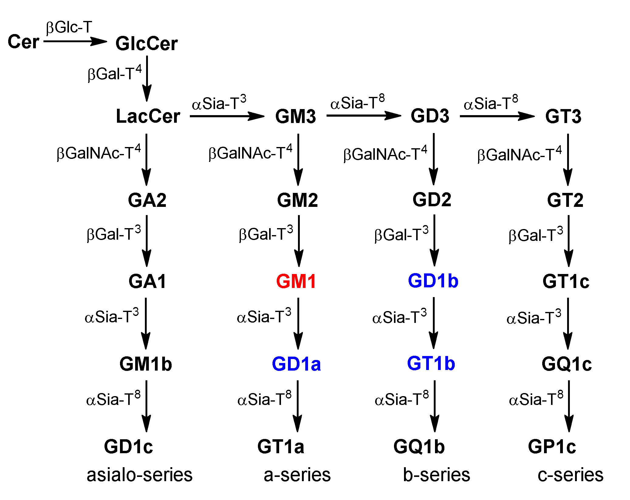 Ganglioside GM1 and the Central Nervous System