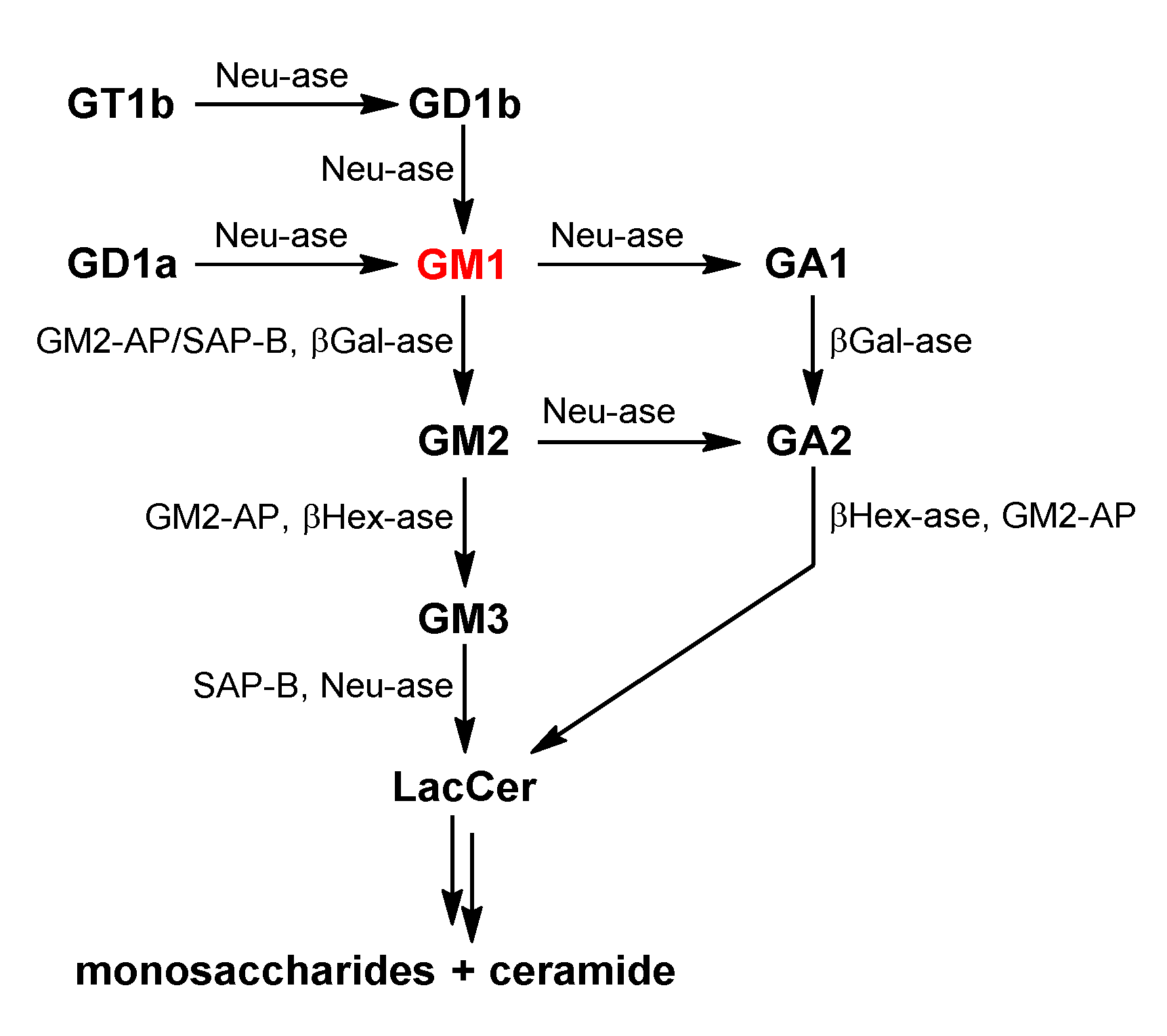 Ganglioside GM1 and the Central Nervous System