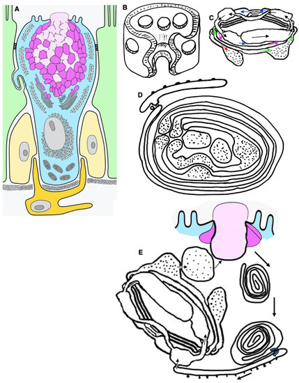 The Regulated Secretion and Models of Intracellular Transport: The ...