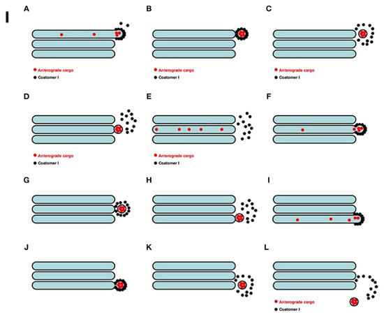 The Regulated Secretion and Models of Intracellular Transport: The ...