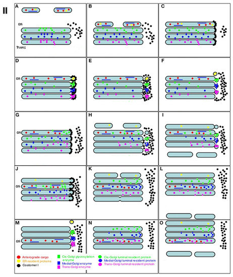 The Regulated Secretion and Models of Intracellular Transport: The ...