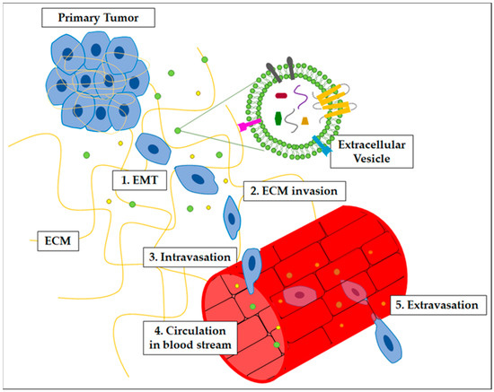 Metastatic Dissemination: Role of Tumor-Derived Extracellular Vesicles ...