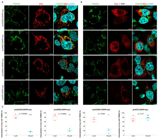 Endogenous TOM20 Proximity Labeling: A Swiss-Knife for the Study of ...