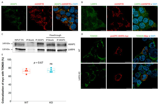 IJMS | Free Full-Text | Endogenous TOM20 Proximity Labeling: A Swiss ...