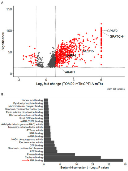 Endogenous TOM20 Proximity Labeling: A Swiss-Knife for the Study of ...