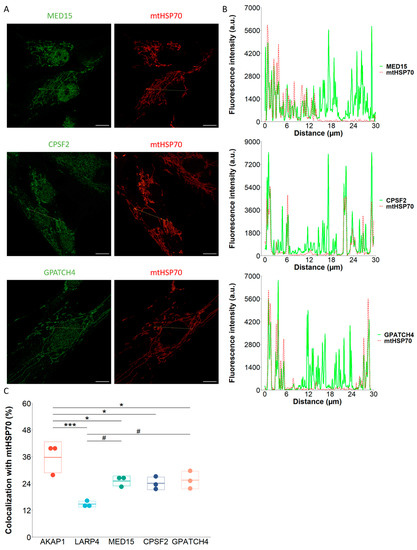 Endogenous TOM20 Proximity Labeling: A Swiss-Knife for the Study of ...