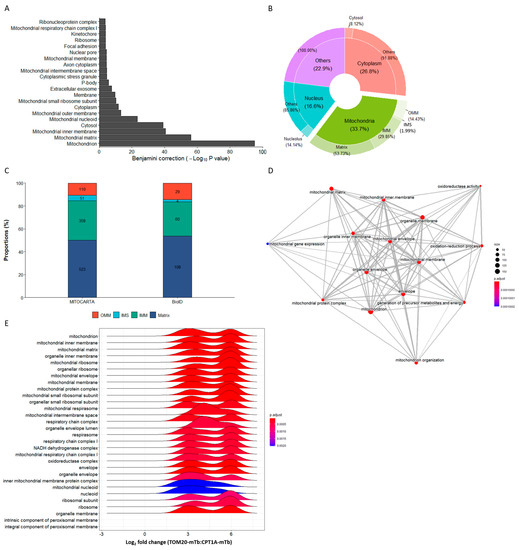 Endogenous TOM20 Proximity Labeling: A Swiss-Knife for the Study of ...
