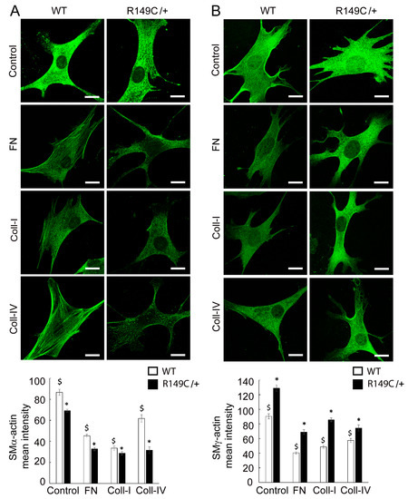 Smooth Muscle-Alpha Actin R149C Pathogenic Variant Downregulates ...