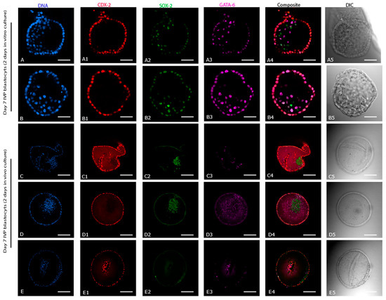 In Vitro-Produced Equine Blastocysts Exhibit Greater Dispersal and ...