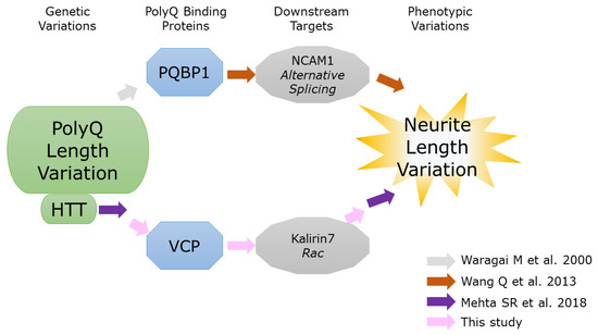 Splicing Modulators Are Involved in Human Polyglutamine Diversification via Protein Complexes ...