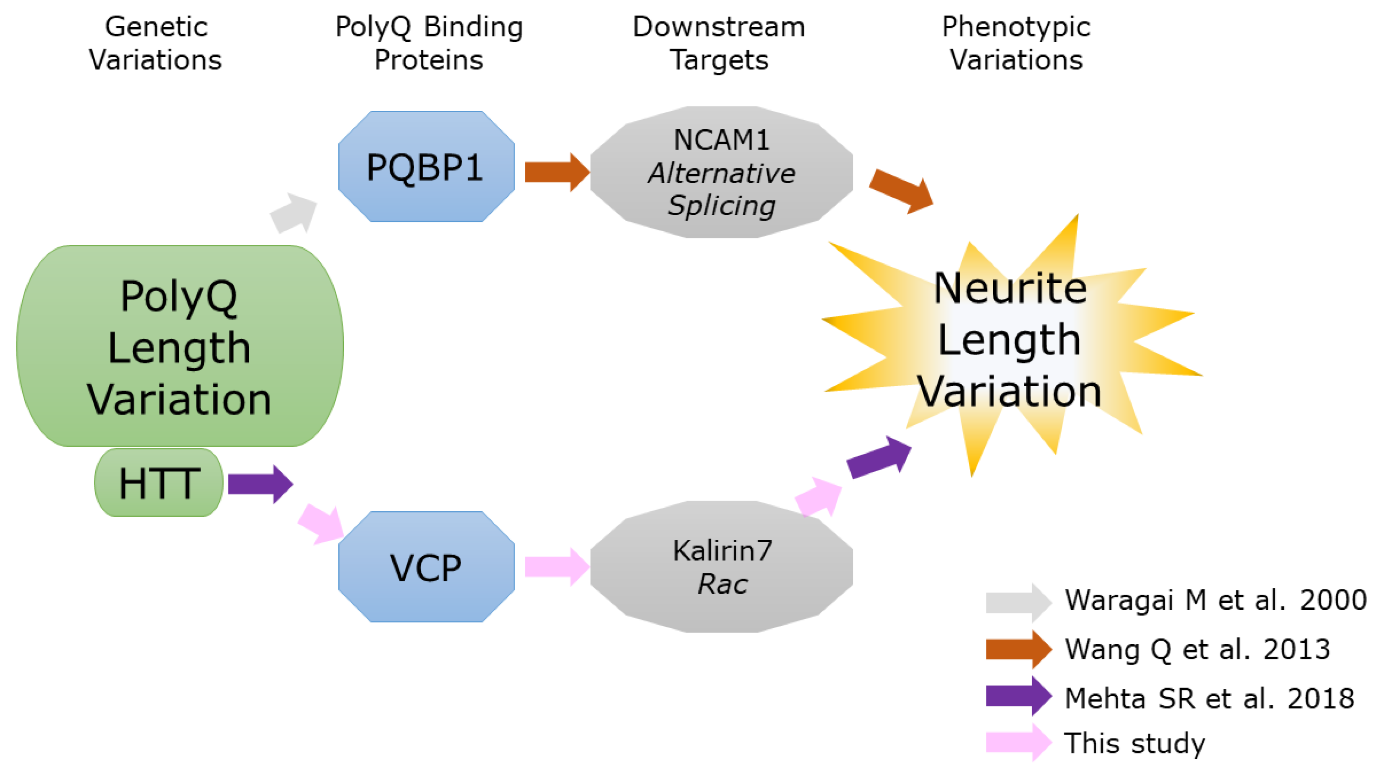 Splicing Modulators Are Involved in Human Polyglutamine Diversification via Protein Complexes ...