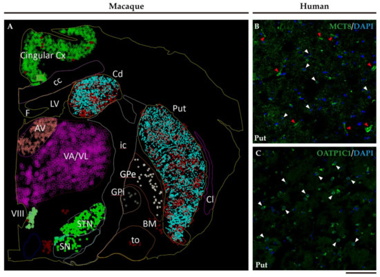 Thyroid Hormone Transporters MCT8 and OATP1C1 Are Expressed in ...