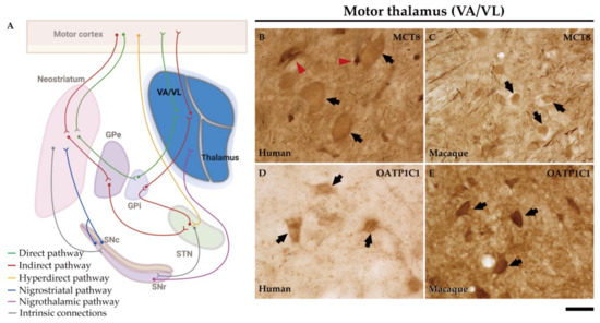 Thyroid Hormone Transporters MCT8 and OATP1C1 Are Expressed in ...