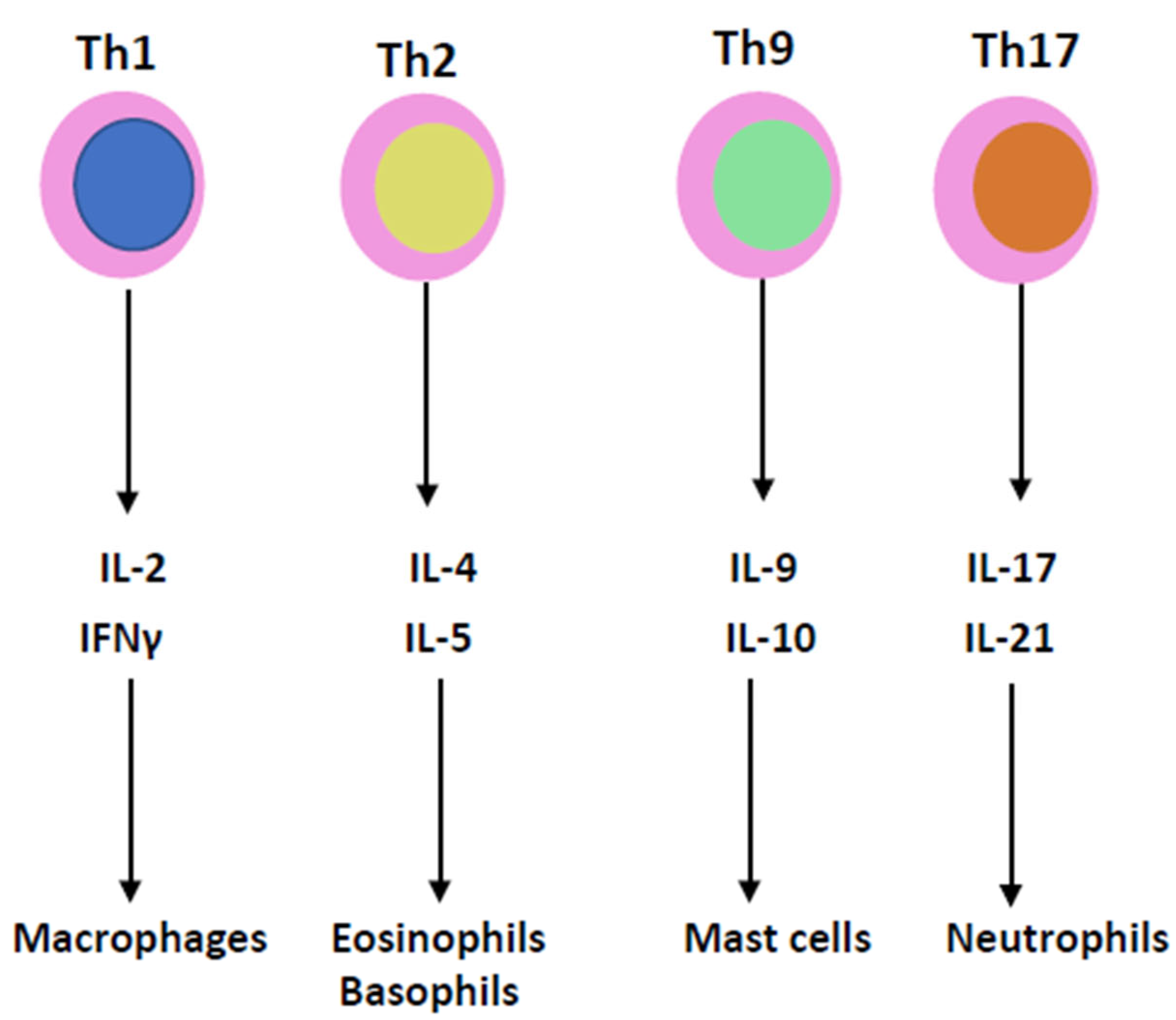 Cytokine Production In Human Pathology Encyclopedia Mdpi