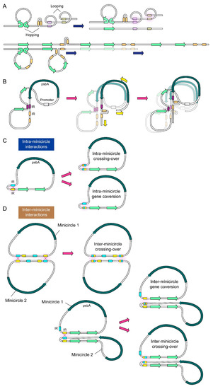 DNA:RNA Hybrids Are Major Dinoflagellate Minicircle Molecular Types