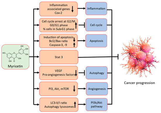 Myricetin: A Significant Emphasis on Its Anticancer Potential via the ...