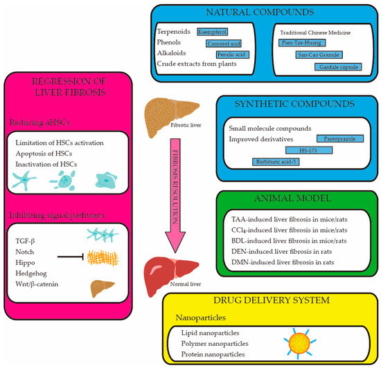 Liver Fibrosis Resolution: From Molecular Mechanisms to Therapeutic ...