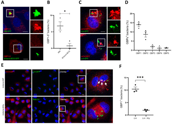 Human GBP1 Is Involved in the Repair of Damaged Phagosomes/Endolysosomes