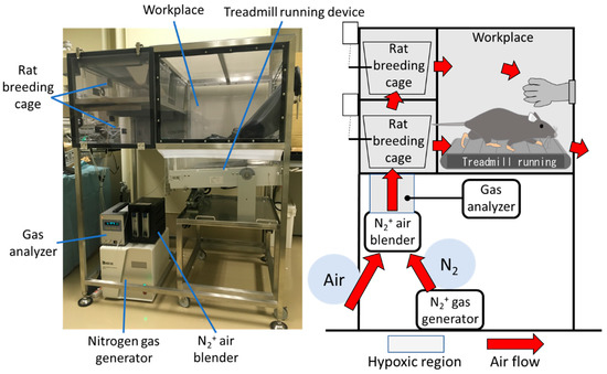 Hypoxia with or without Treadmill Exercises Affects Slow-Twitch Muscle ...