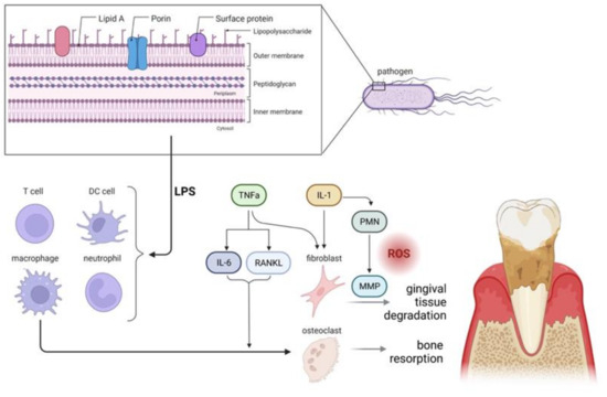 Periodontitis Disease in Farmed Ruminants—Current State of Research