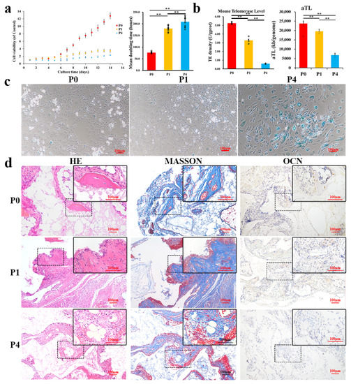ZIM1 Combined with Hydrogel Inhibits Senescence of Primary PαS Cells ...