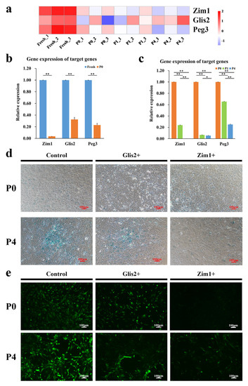 ZIM1 Combined with Hydrogel Inhibits Senescence of Primary PαS Cells ...
