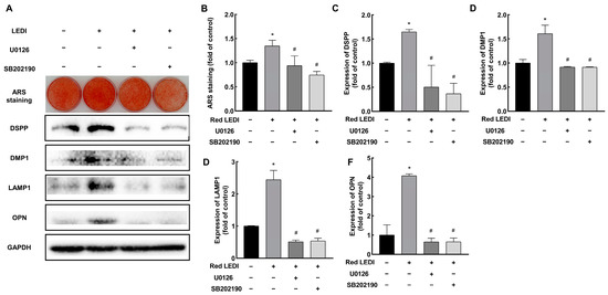Effects of Red LED Irradiation in Enhancing the Mineralization of Human ...