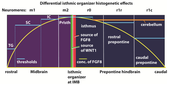 IJMS | Free Full-Text | The Midbrain Preisthmus: A Poorly Known Effect ...