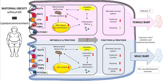 Human Placental Adaptive Changes in Response to Maternal Obesity: Sex ...