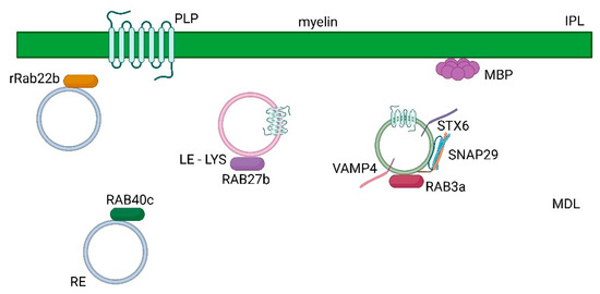 Role of SNAREs and Rabs in Myelin Regulation