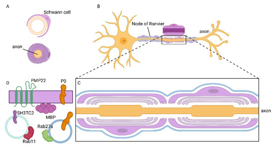 Role of SNAREs and Rabs in Myelin Regulation