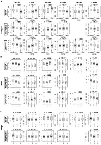 Lysophosphatidic Acid Receptor Signaling in the Human Breast Cancer ...