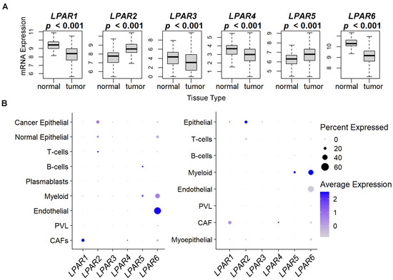 Lysophosphatidic Acid Receptor Signaling in the Human Breast Cancer ...