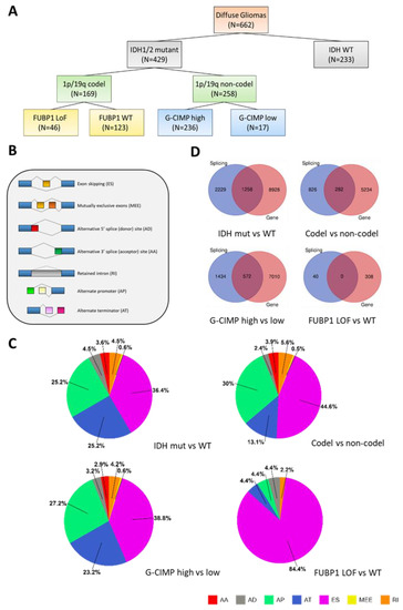 Ijms Free Full Text Impact Of Idh Mutations The 1p 19q Co Deletion