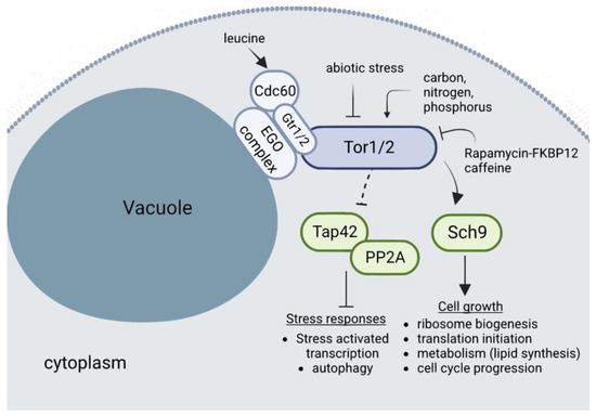 A Yeast Mitotic Tale for the Nucleus and the Vacuoles to Embrace